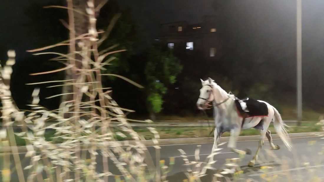 Horses bolt through Rome after policeman lights fireworks at parade ...